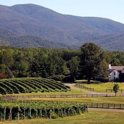 Virginia – a progress report | Jancis Robinson