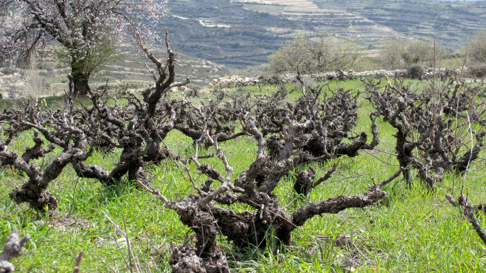 Cyprus – return of the native grape varieties | Jancis Robinson