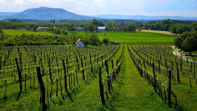 Hungary's Balaton region renaissance | Jancis Robinson