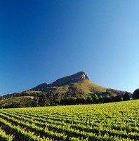 A South African hobby horse | Jancis Robinson