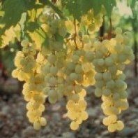 Whither the world's biggest vine collection? | Jancis Robinson