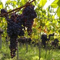 Best Brazilian wines | Jancis Robinson