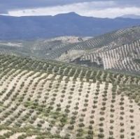 The unsung hero of Montilla | Jancis Robinson